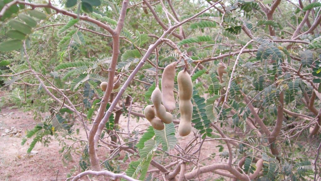 Tamarind Tree in Africa | Trees for the Future