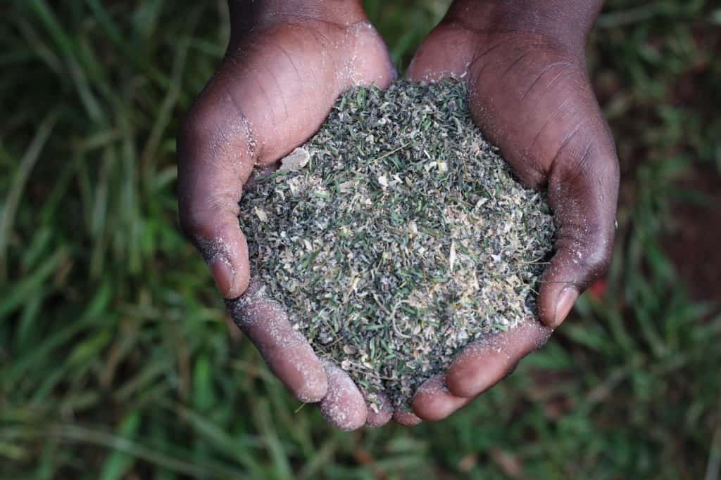 “Milking” Fodder Trees for a Richer and Healthier Future