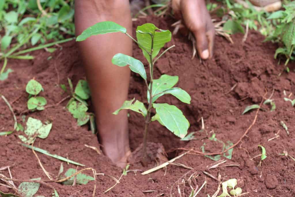 10 Essential Ways Trees Help Our Planet - Trees for the Future