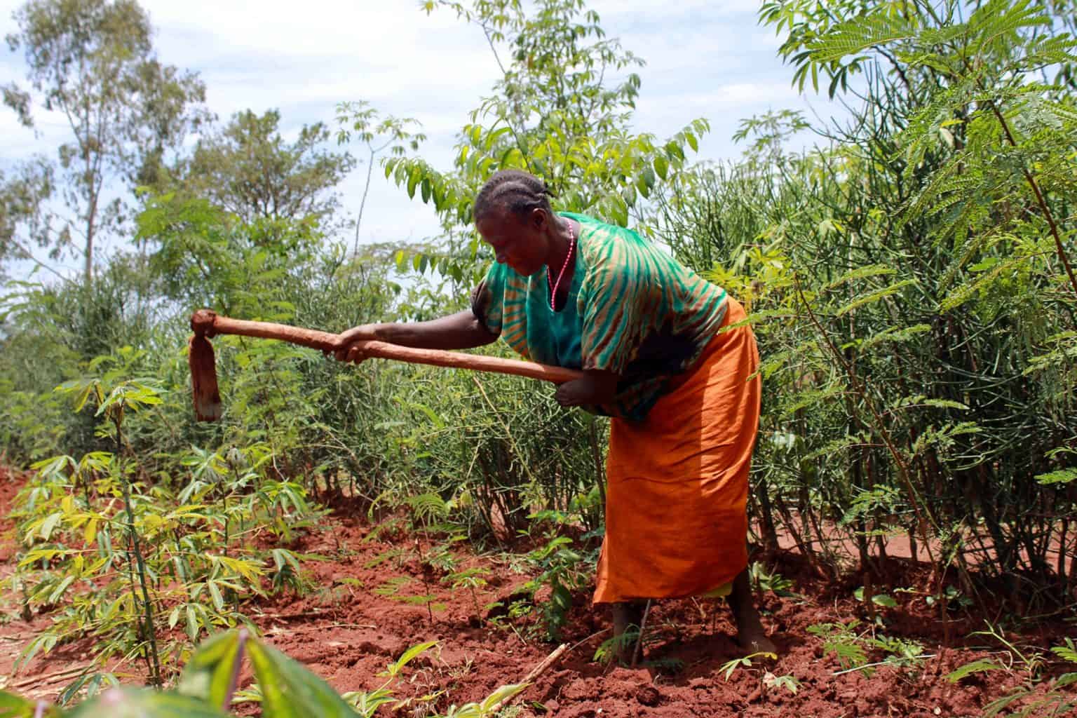 Trees for the Future
