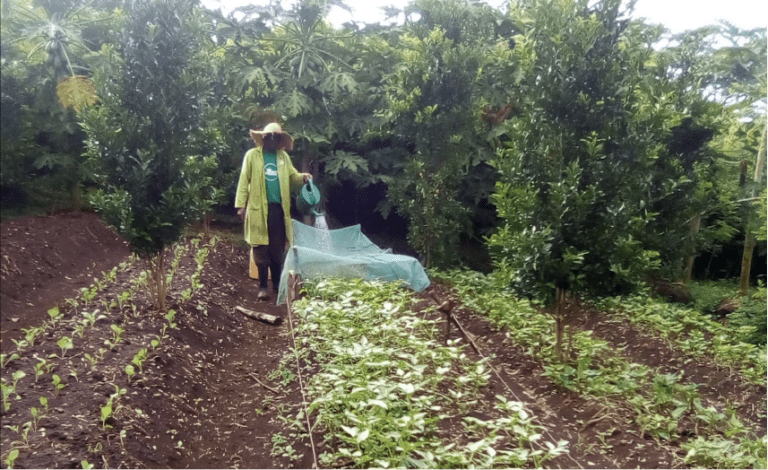 Meet Peter Aloo - Trees for the Future