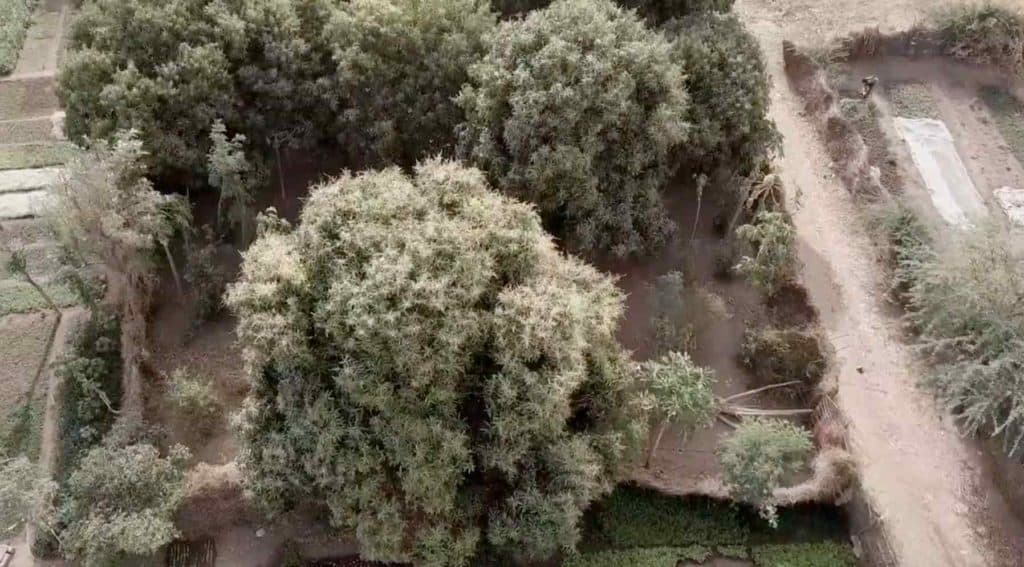 One Billion Trees by 2030 - Trees for the Future