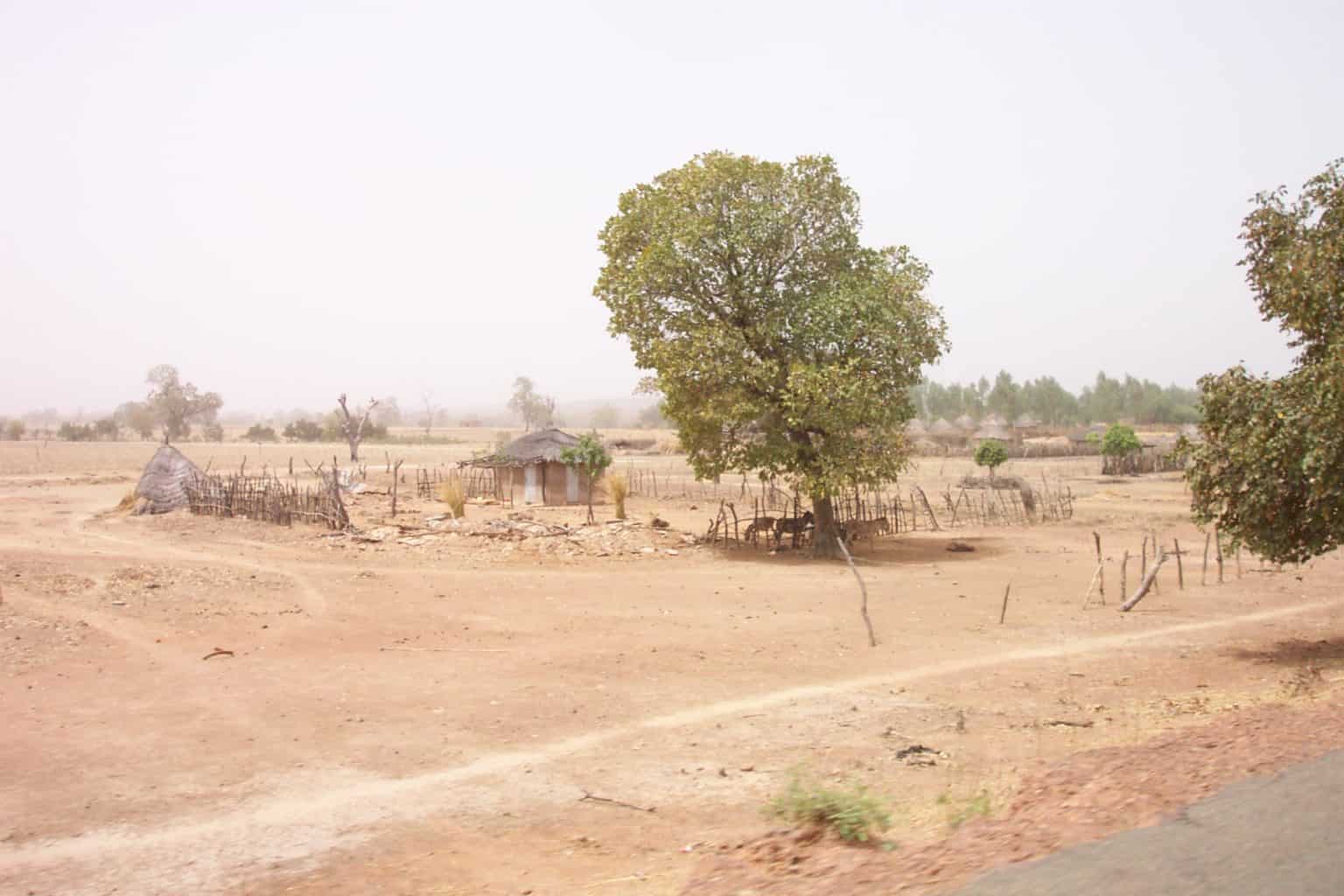 Desertification: Rooting out the Problem Using Trees