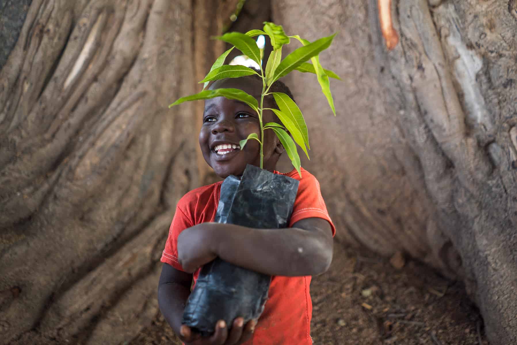 Why Trees? Understanding the Impact of Planting Trees