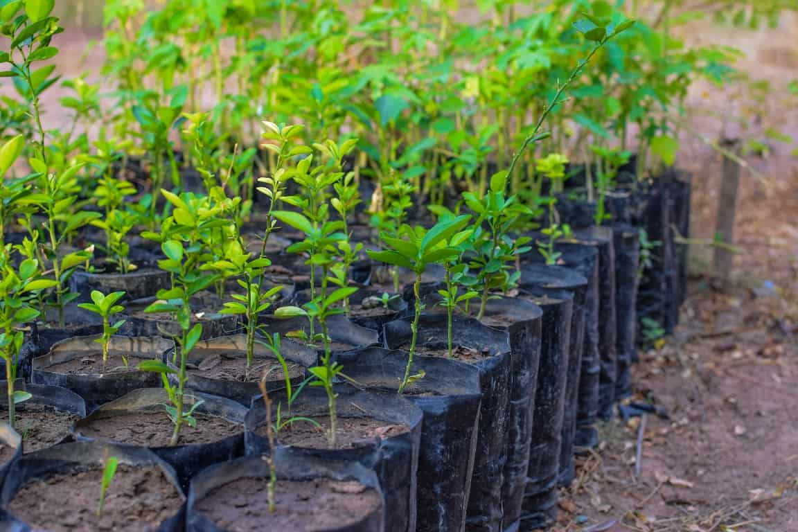 Earth Day Network - Trees for the Future