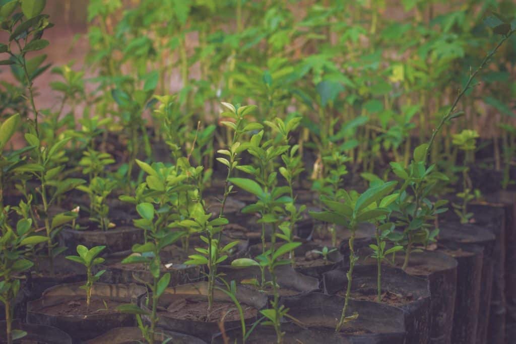 Join Us to Advance Agroforestry for Global Development