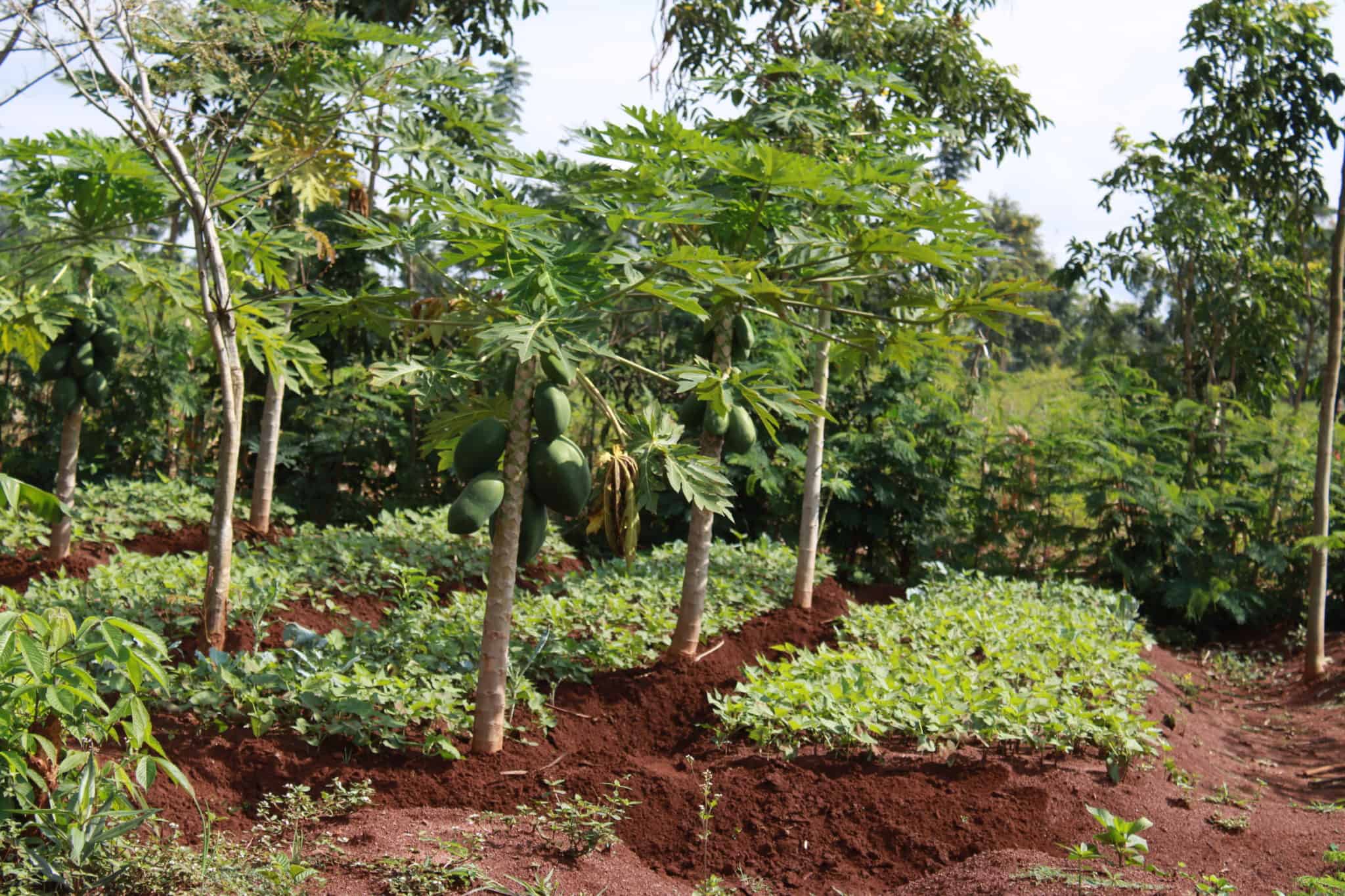 300 Million Trees - Trees for the Future