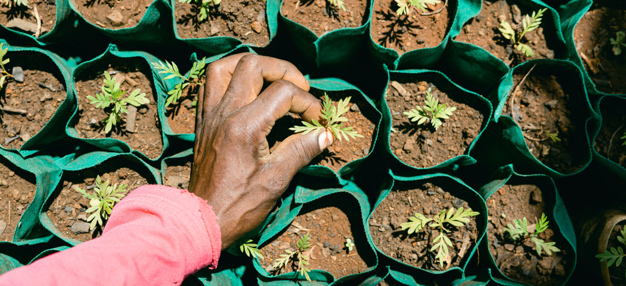 Partner with Trees for the Future