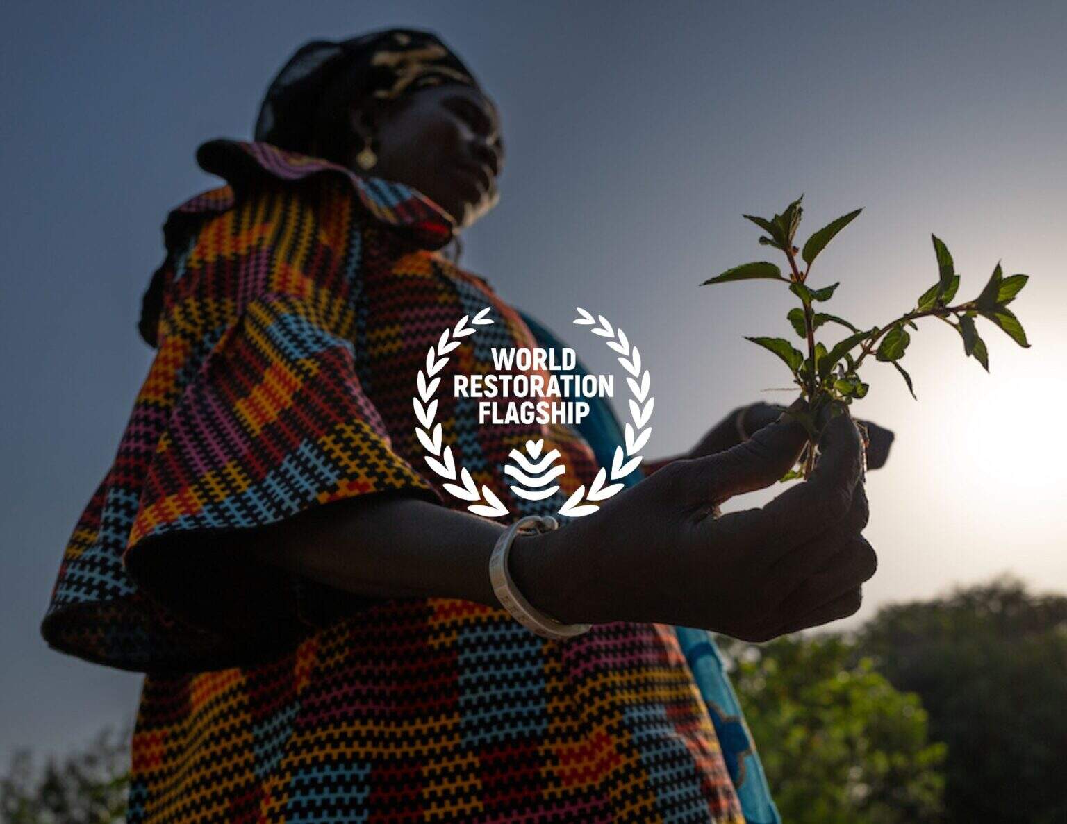 Trees for the Future | Planting Today for a Greener Tomorrow