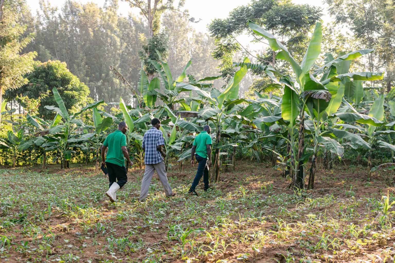 APPENDIX 1 - LIST OF EXHIBITS - Trees for the Future