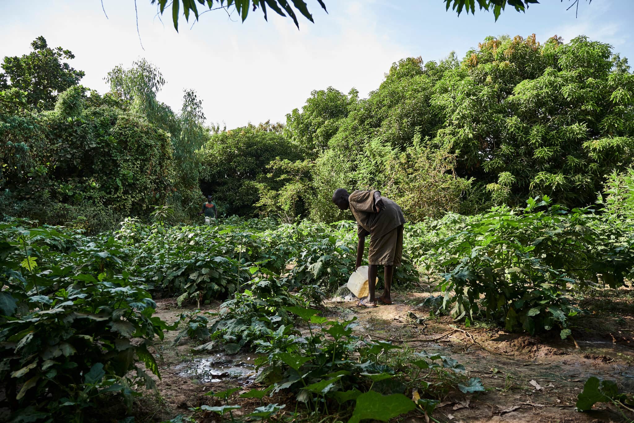 From Gold Mines to Green Fields: Malick’s Journey to Sustainable ...