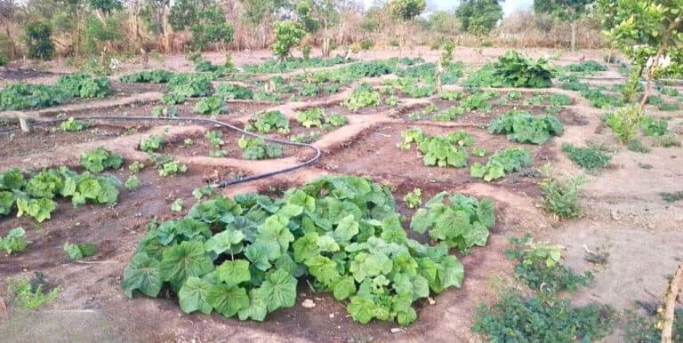 From Gold Mines to Green Fields: Malick’s Journey to Sustainable ...